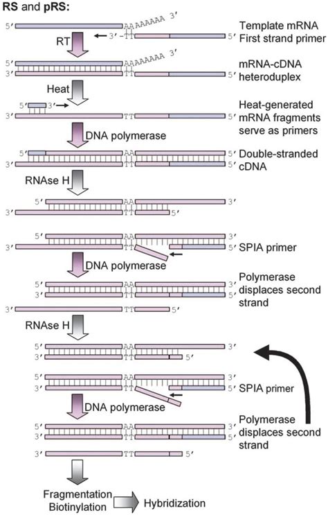 Microarray Based Comparison Of Three Amplification Methods For Nanogram Amounts Of Total Rna