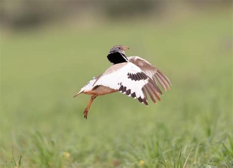 Bird Mating Ritual Images Free Download On Freepik