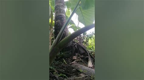 ගහල කිරි අල Youtube