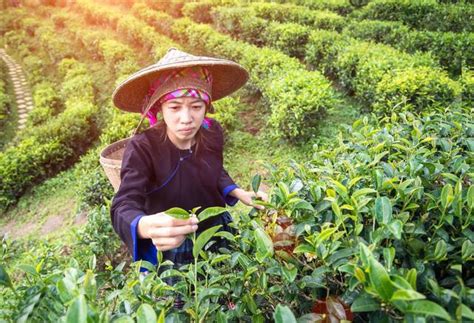 辟谣喝茶能降血压喝茶会影响血压高血压人能不能喝茶 知乎