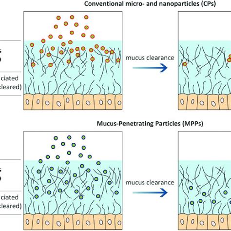Generalized Graphical Depiction Of Mucus Layer And Proposed Fate Of Download Scientific Diagram