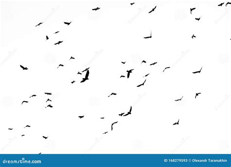Real Photo Of Flying Crows On The White Sky Hi Res Texture For