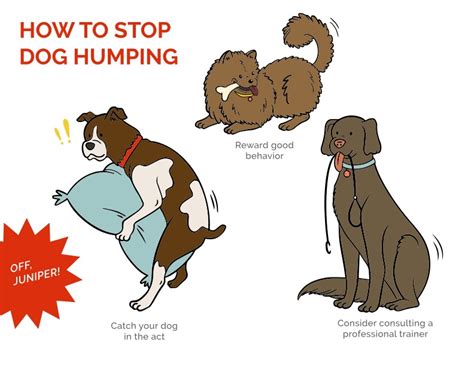Humping Khám Phá ý Nghĩa Cách Sử Dụng Và Ví Dụ Minh Họa
