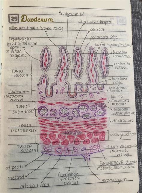 Histology Of Ileum Artofit