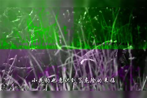 花豹幼崽被斑鬣狗盯上，纷纷爬上树，一头水牛突然出手救了他们鬣狗水牛