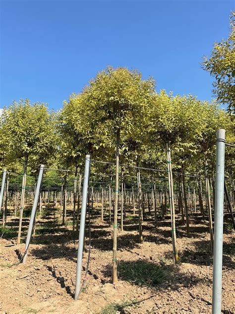 Ligustrum Japonicum Excelsum Superbum Elika Botanik