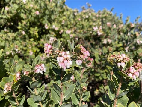 Cnddb News Morro Manzanita Species Review How You Can Help