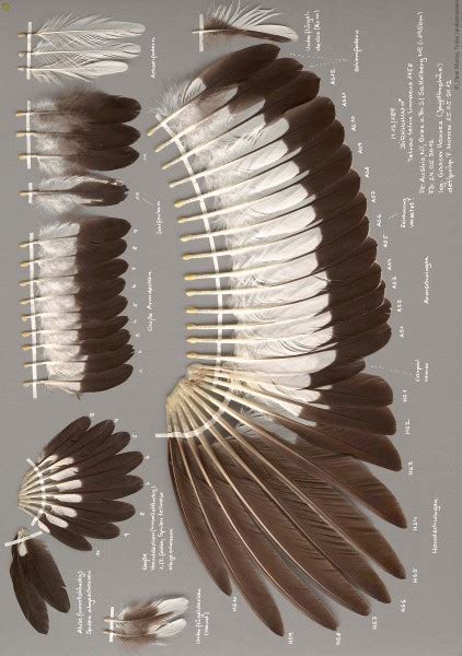 Lyrurus