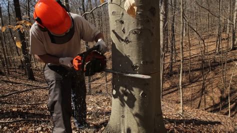 How To Hinge Cut Trees At Tyler Curr Blog