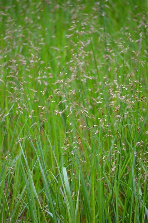 Hierochloe Odorata Grass Growing Seeds Garden Catalogs