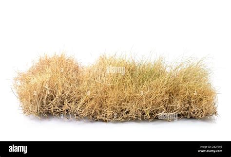 Dry Brown Garden Grass Studio Shot And Isolated On White Background