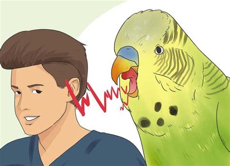 راهنمای کامل تشخیص جنسیت مرغ عشق با عکس کوروک