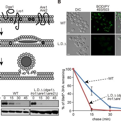 Subcellular Fractionation Assay Reveals That The Extraction Of