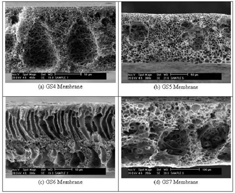 Scanning Electron Micrograph Of The Cross Section Of The Prepared