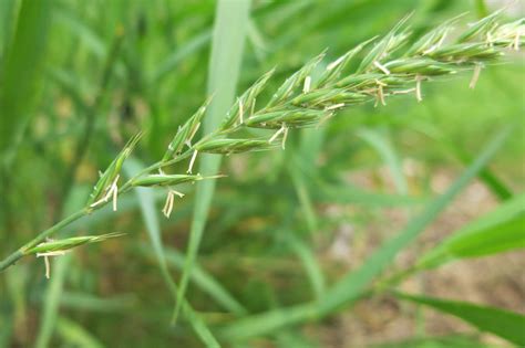 What Is Quackgrass How To Kill It Fast Before It Takes Over Your Yard This Summer