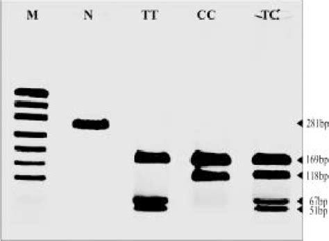 Figure 3 From The Dna Binding Capacity Of Genetic Variants Of The Bovine Stat5a Transcription