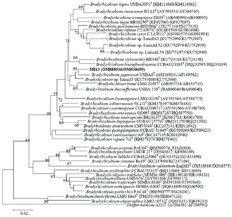Ml Phylogenetic Tree Based On Concatenated Partial Reca Glnii Download Scientific Diagram