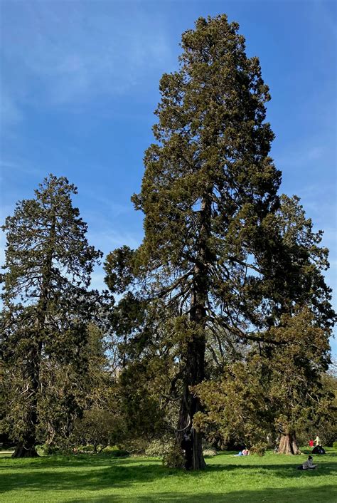 Growing Giant Sequoia From Seed Superlative Trees