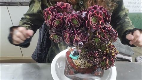 긴급속보😁숙자네 다육사랑천명이밴트~딱 4명 남았습니다꼭 구독하셔서~내일 천명구독잔치잔치열어요초연라꾸분쏘쏘다육다육이 Youtube