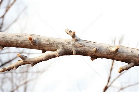 树林的树木树枝高清图片下载 正版图片600651457 摄图网