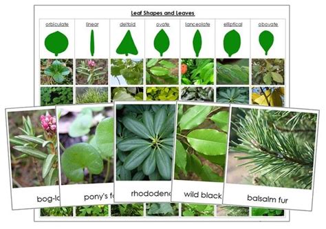 Types Of Leaf Shapes And Leaves Leaf Shapes Sorting Cards Leaf Images