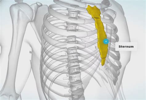 Xiphoid Process Protrusion