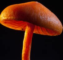 How Many Sexes Do Mushrooms Have Mycophilia