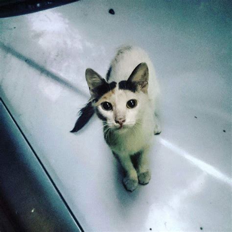 Ahmad Hamad Anime Amino