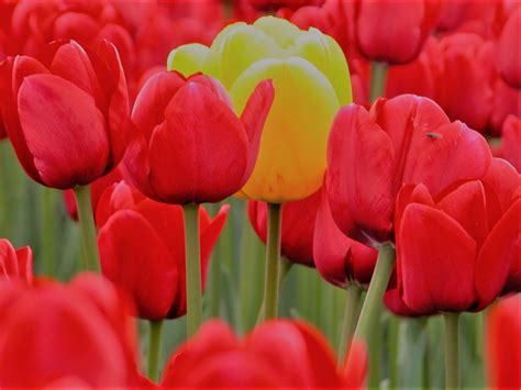 Podcast — Rogue Tulips Consulting Rogue Tulips Nonprofit Consulting