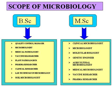 Iam Complited My Bsc Microbiology Then What I Do
