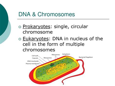 Chromosomes And Dna Replication Ppt Download
