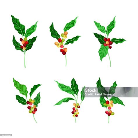 잘 익은 식용 과일 벡터 일러스트레이션이있는 커피 나무 나뭇 가지 세트 고대의에 대한 스톡 벡터 아트 및 기타 이미지 고대의 곡초류 과일 Istock