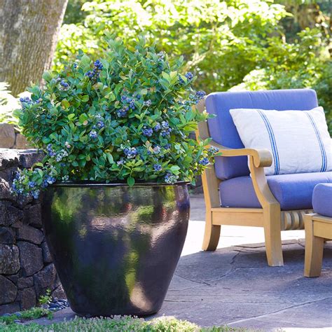 Bushel And Berry® Peach Sorbet™ Bushes For Sale
