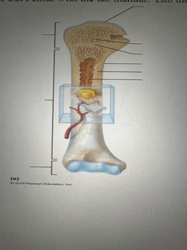 Bio 225 Lab 3 Flashcards Quizlet