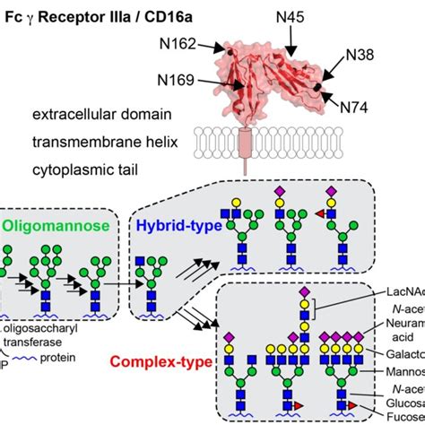 Distinct Glycopeptides Identified For Each Sample Download