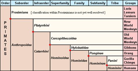 Cladistics Primates