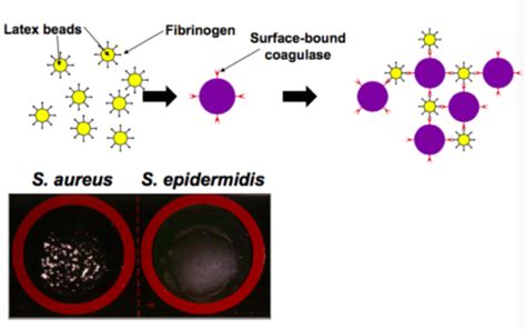 Exam 3 Staph And Strep Flashcards Quizlet