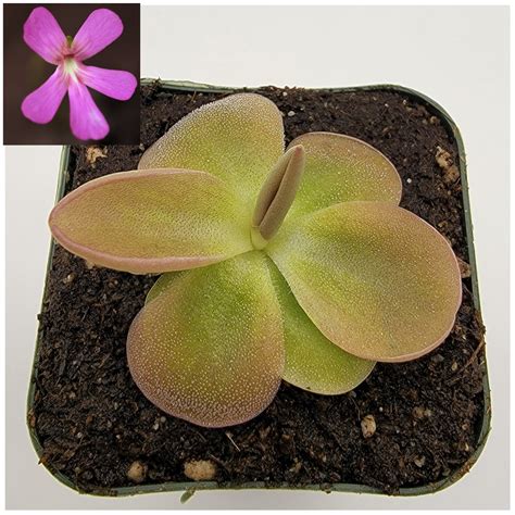 Butterworts Pinguicula Species Rainbow Carnivorous Plants Llc