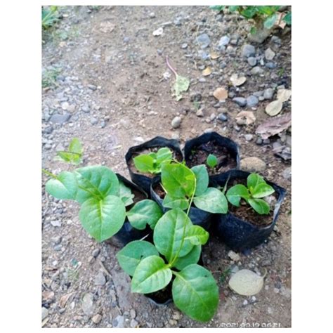 Jual Tanaman Herbal Gendola Hijau Binahong Hijau Shopee Indonesia