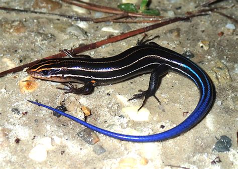 Southeastern Five Lined Skink Plestiodon Inexpectatus Brad Glorioso