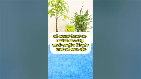 දවස ගානේ කොන්ඩේ යන එකට සහ කොන්ඩෙ අලුතෙන් වවාගන්න ඕනි අයට සුපිරියක් Youtube