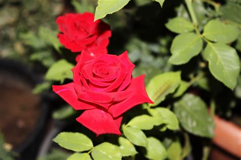 🌹 ვარდები And მარადმწვანე დეკორატიული მცენარეები ქუთაისში