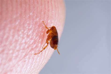Whats The Difference Between Fleas And Bed Bugs