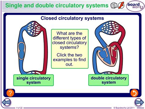 Ppt The Circulatory System Powerpoint Presentation Free Download