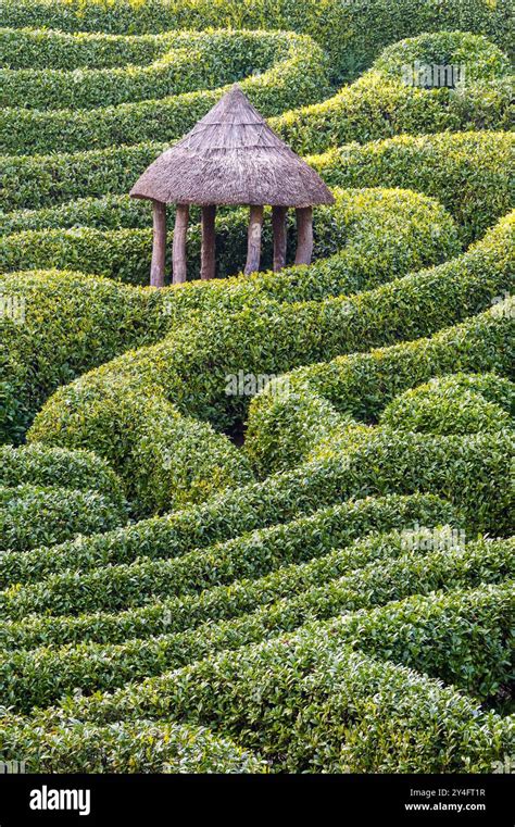 The Recently Restored Cherry Laurel Hedge Maze At Glendurgan Garden Falmouth Cornwall Uk