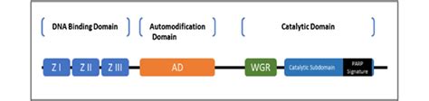 Structure Of Parp1 Poly Adp Ribose Polymerase 1 Parp1 Consists Of Download Scientific