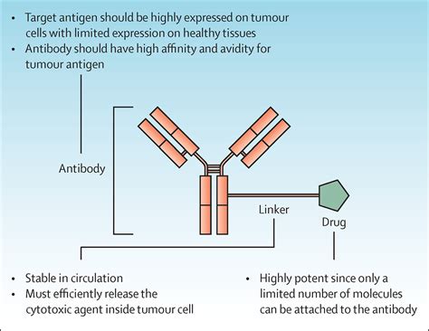 Antibodydrug Conjugates For Cancer Therapy The Lancet Oncology