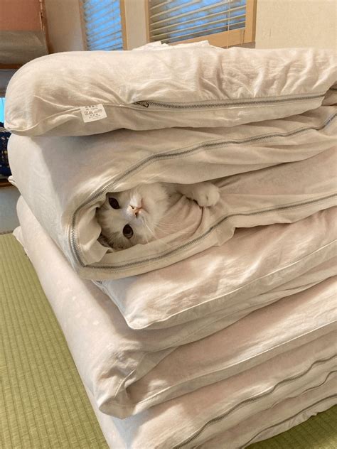 Where Is He I Cant Find Him Rcat