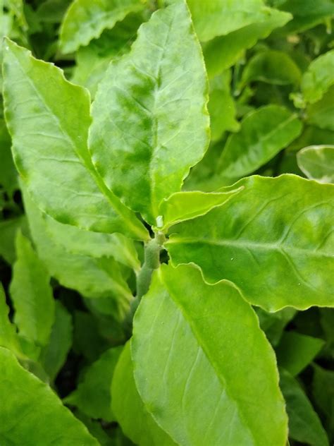 Verde Folhas Folha Foto Gratuita No Pixabay Pixabay