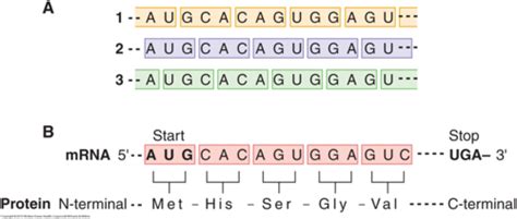 Genetic Code And Protein Synthesis Flashcards Quizlet